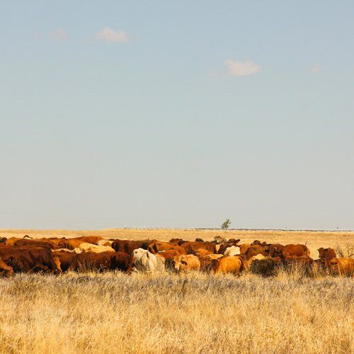 Allied Beef | Australia’s Premium Beef Cattle Partner