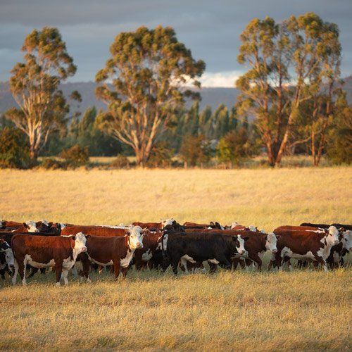 Allied Beef | Australia’s Premium Beef Cattle Partner