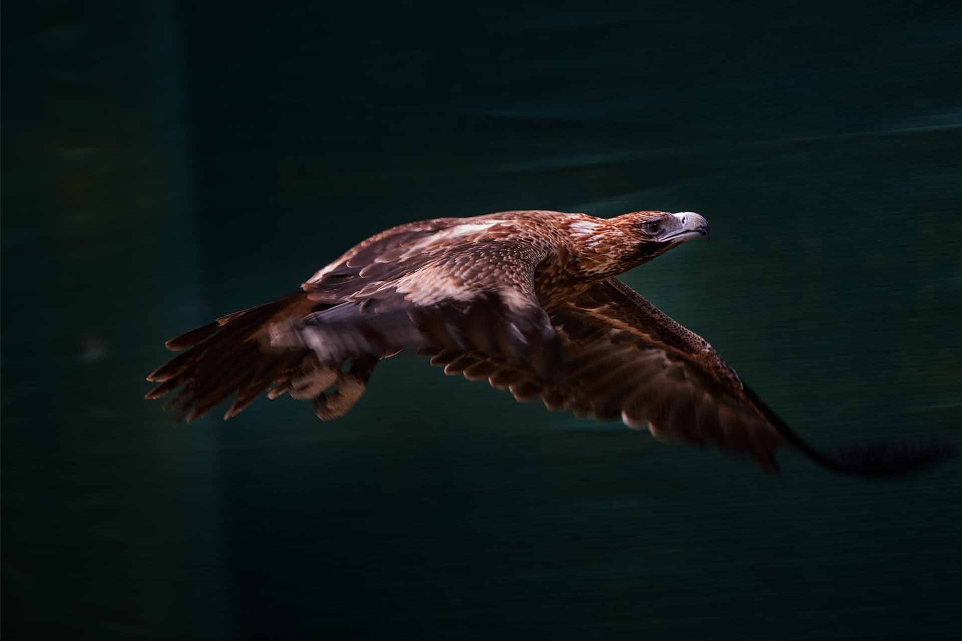 Australian Raptor Care and Conservation - Marketing Project - The ...