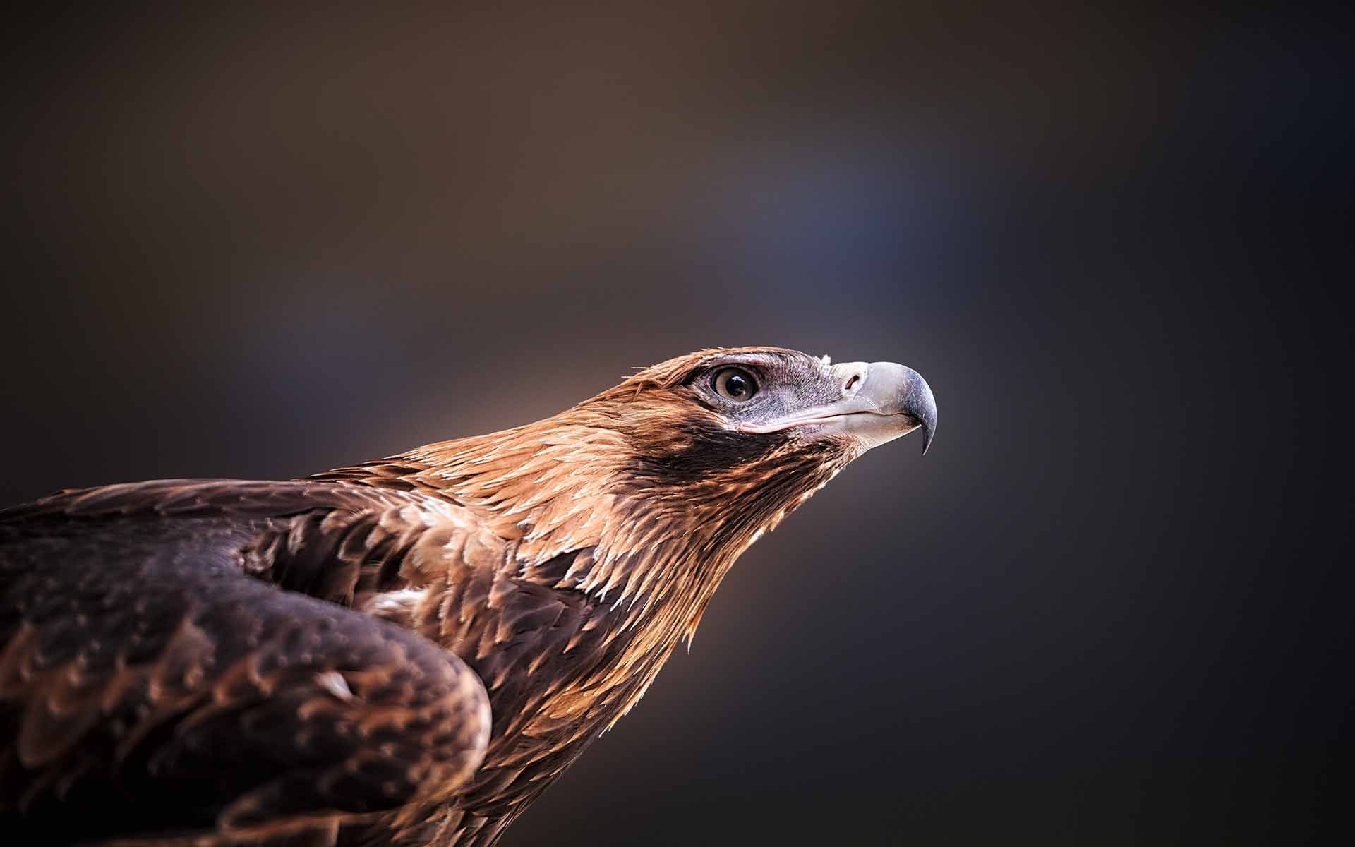 Australian Raptor Care and Conservation - Marketing Project - The ...