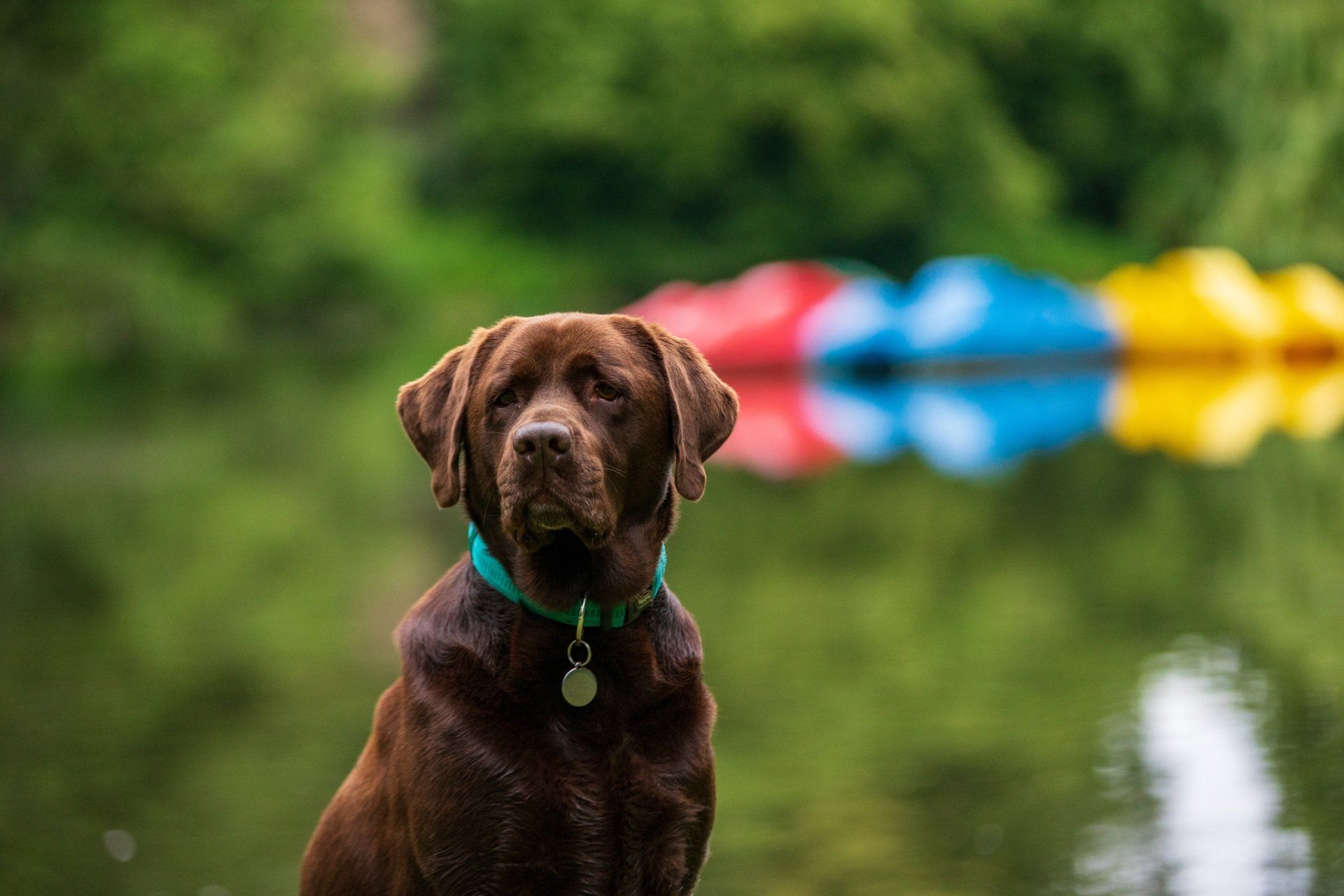 Dallas Ft. Worth Labrador Retriever Club