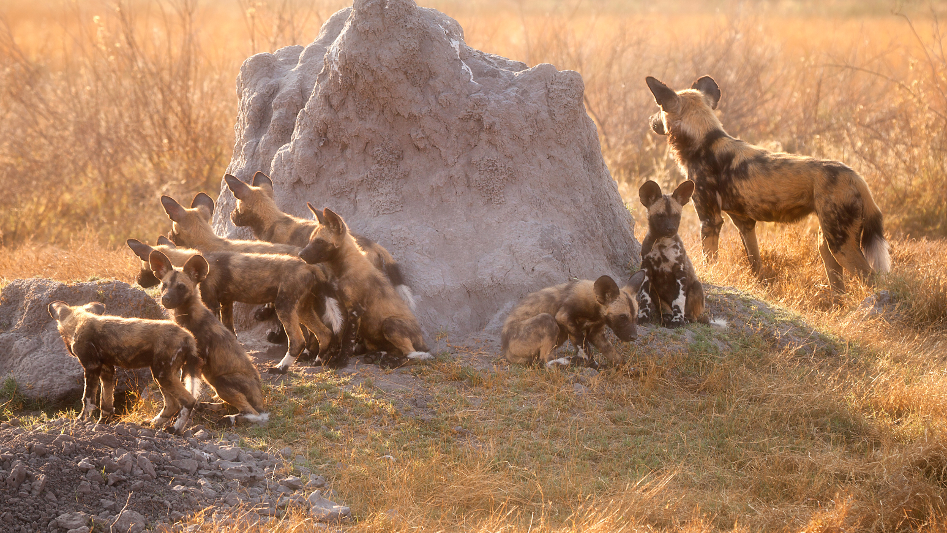11 Fun Facts about African Wild Dogs