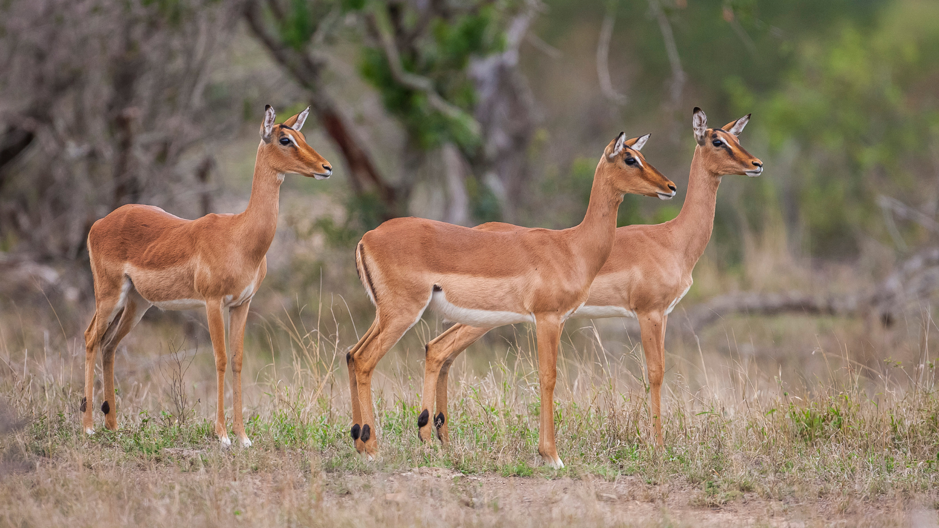 12 Fun Facts about the ubiquitous Impala