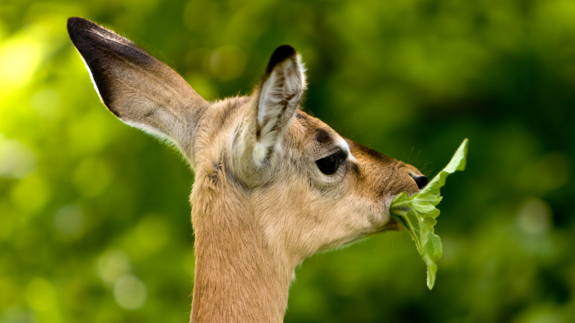 12 Fun Facts about the ubiquitous Impala
