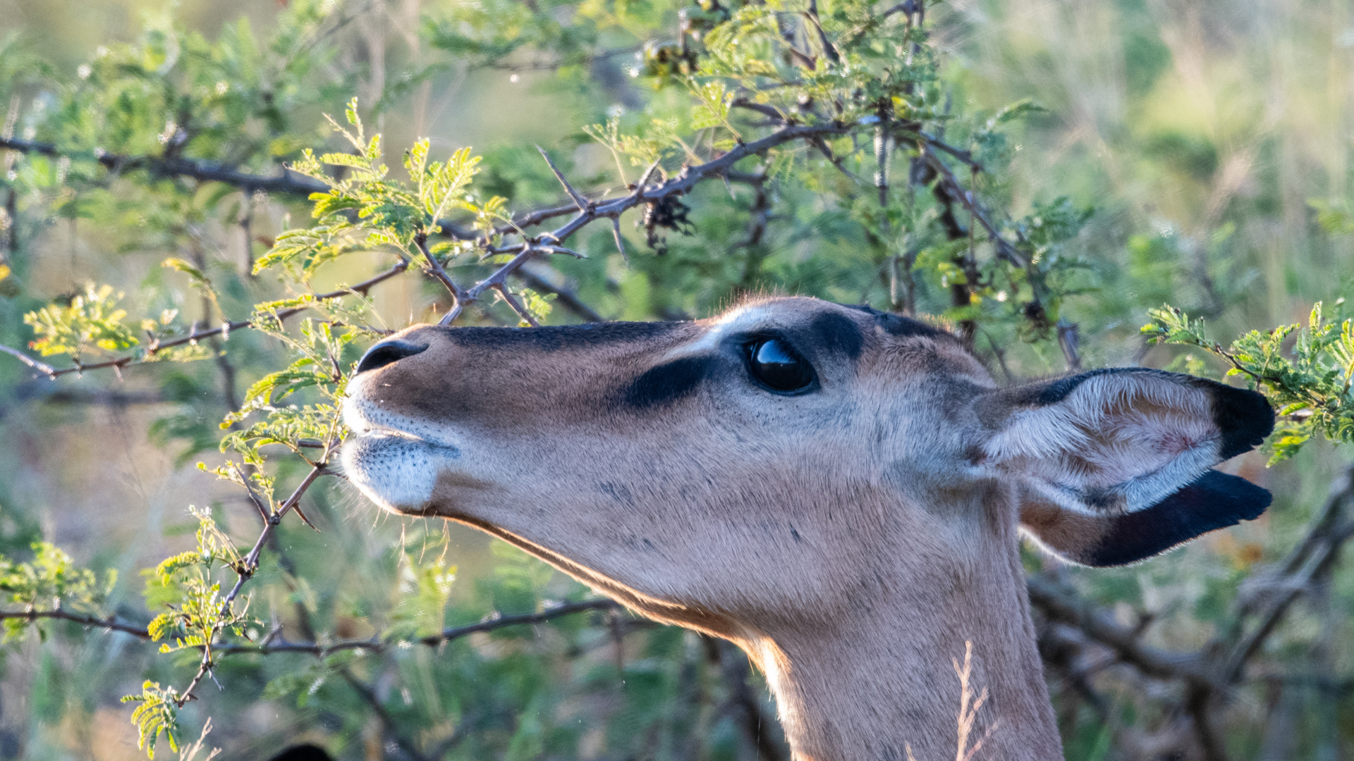 12 Fun Facts about the ubiquitous Impala