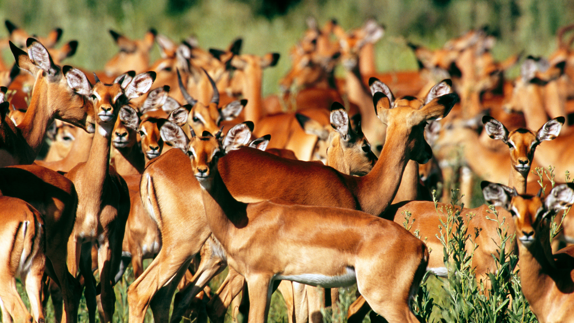 12 Fun Facts about the ubiquitous Impala