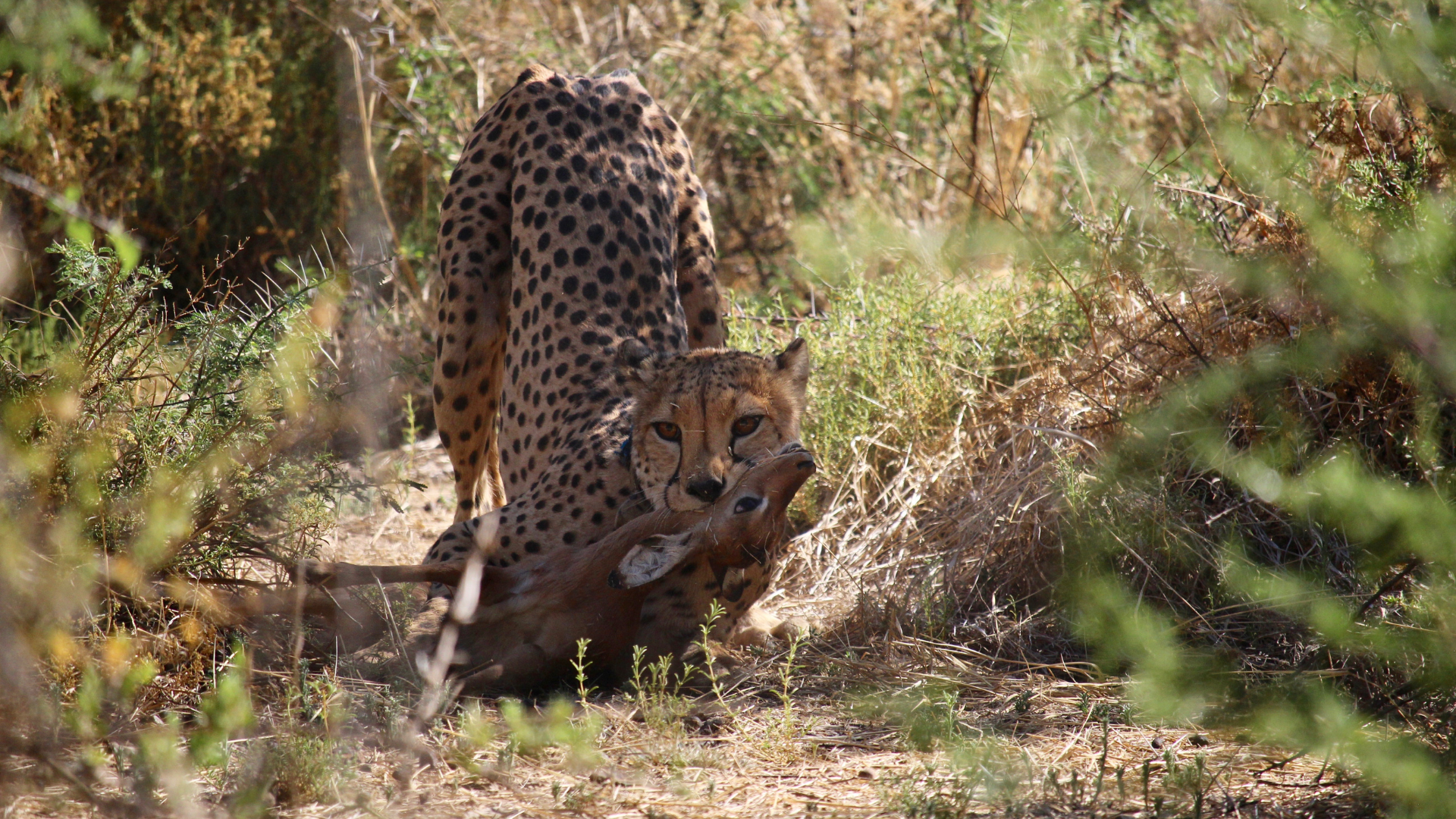 12 Fun Facts about the ubiquitous Impala