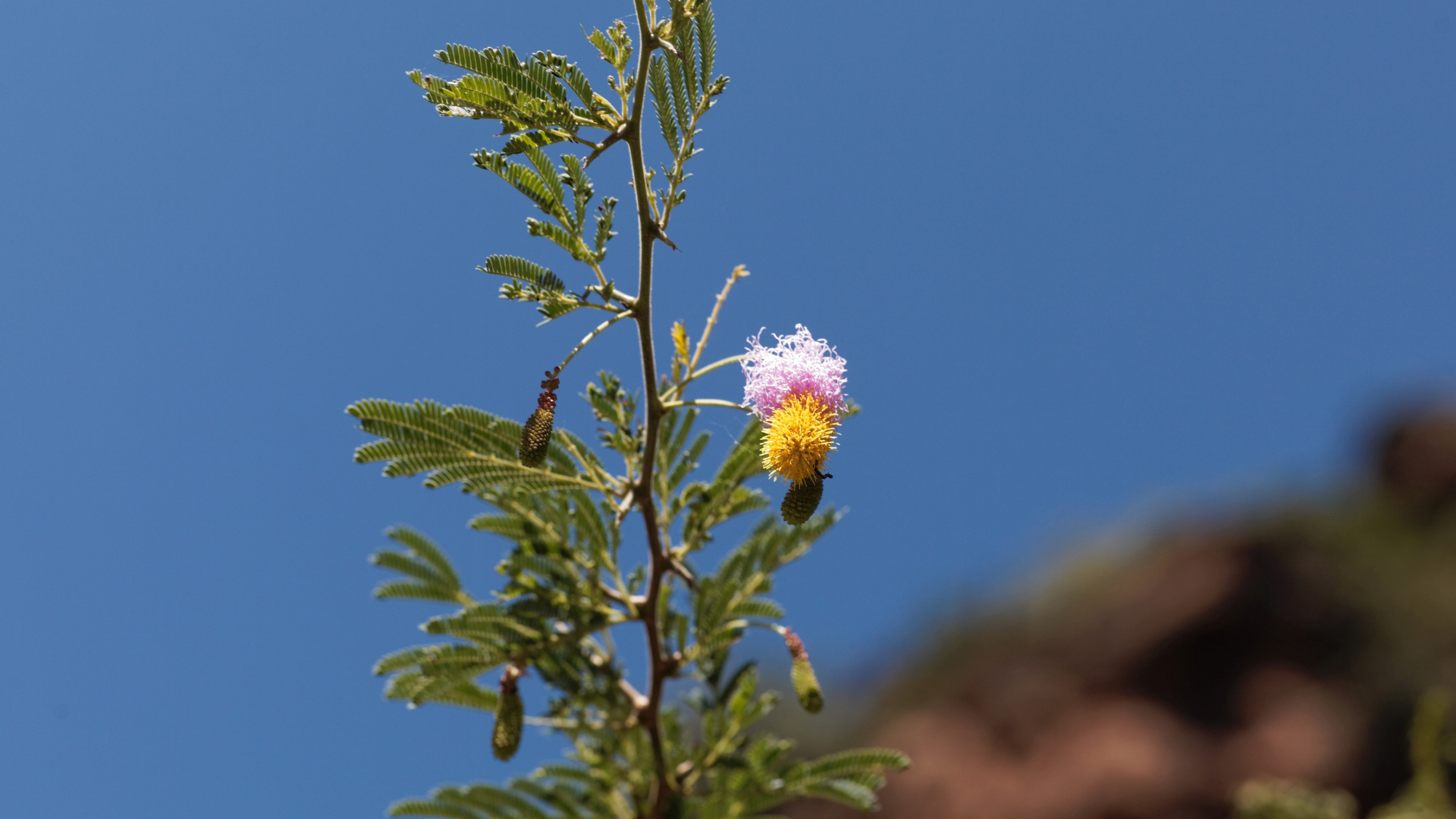 9 Incredible Medicinal Plants in Southern Africa and their Uses