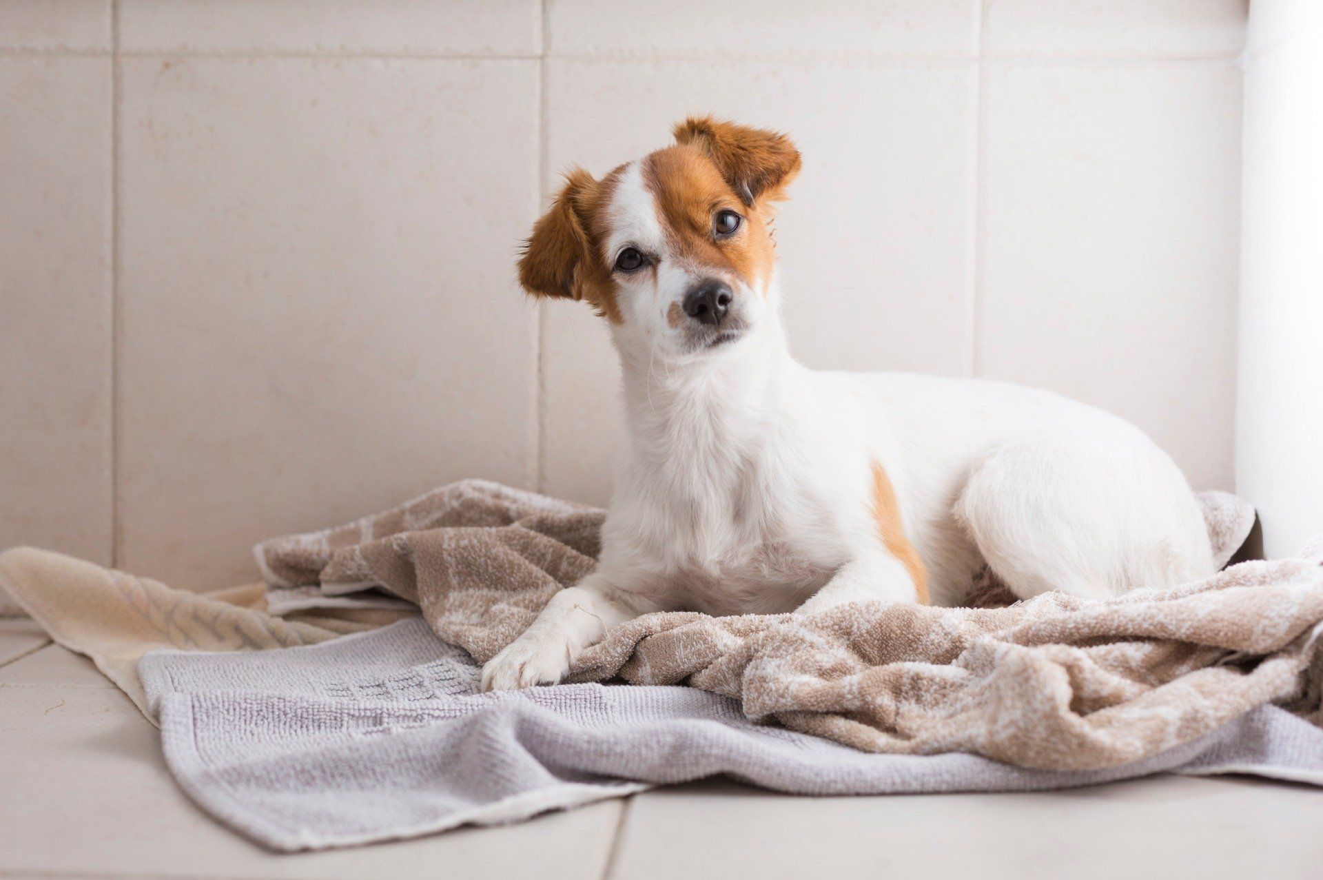 Pet Groomer | Dayton, OH | Pawsitively Perfect Grooming & Self Bathe