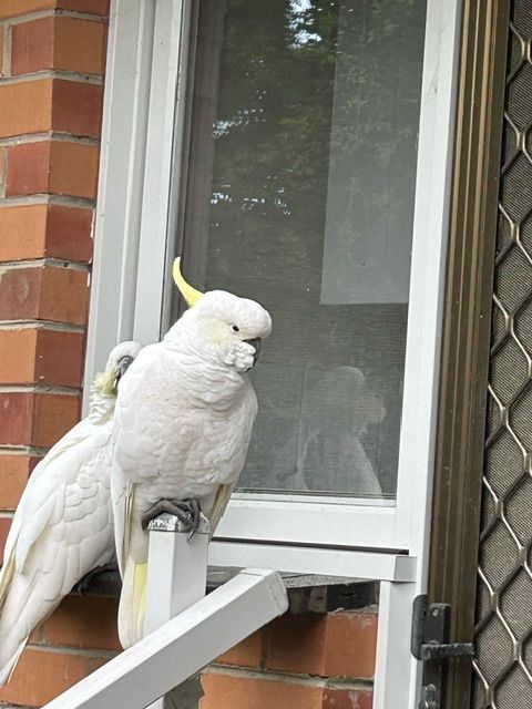 COCKATOO & PET DAMAGE