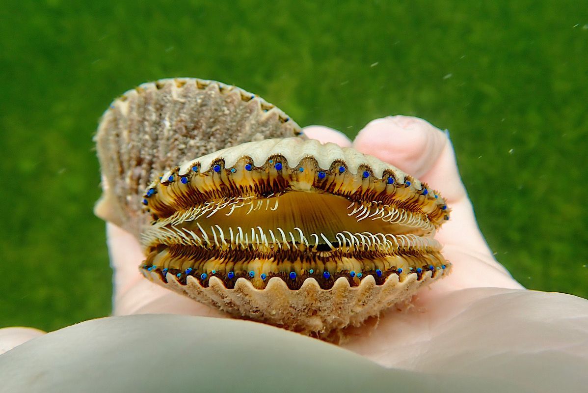Crystal River Scalloping Trips | Private Charters and Tours
