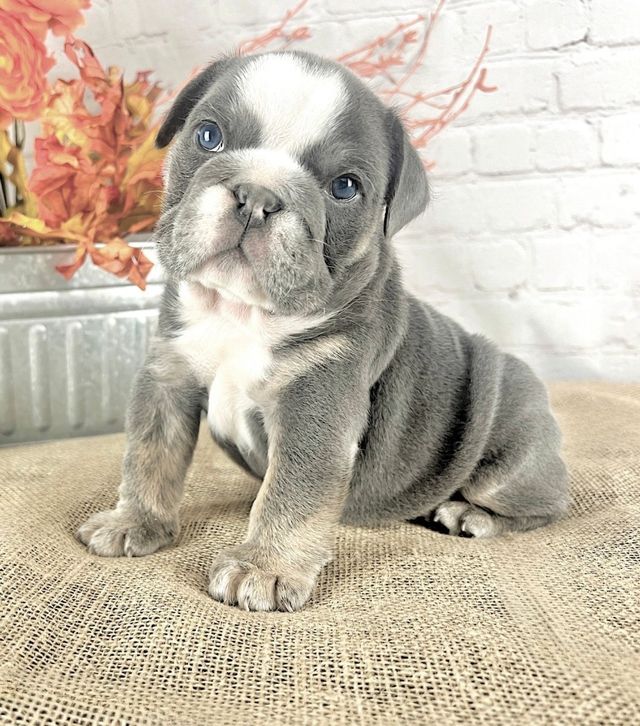Blue Bulldog Puppy