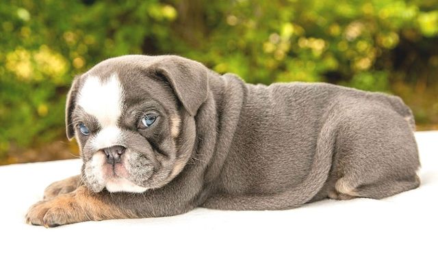Grey English Bulldog With Blue Eyes