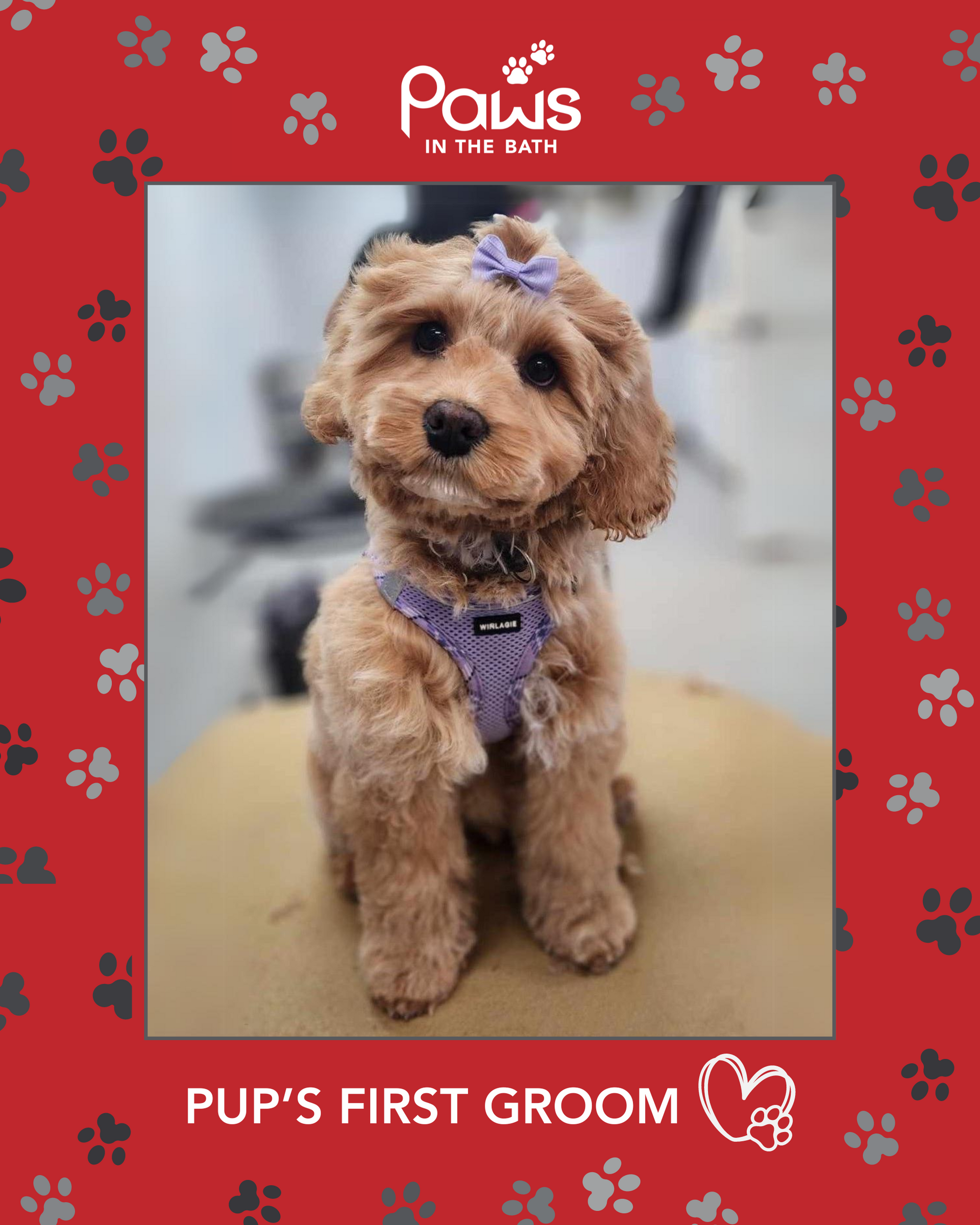 Gentle Puppy Grooming in GTA, Ontario | Paws in the Bath