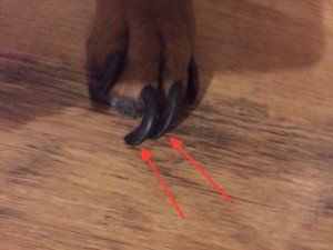 Why Are My Dogs Nails Falling Out