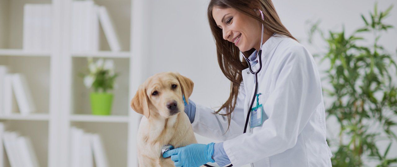 Clínica Veterinária VET SP