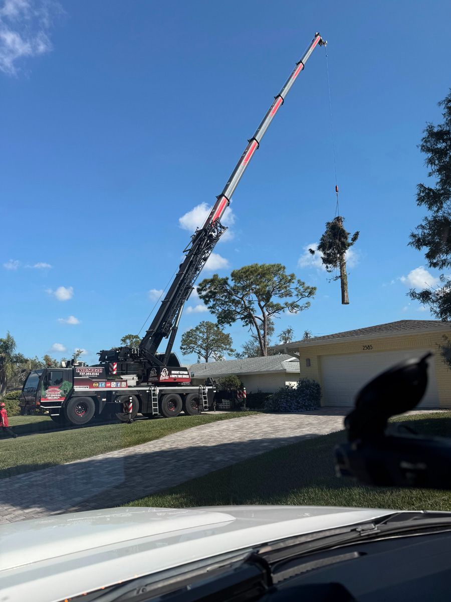 Emergency Tree Service | Clearwater & St. Petersburg, FL