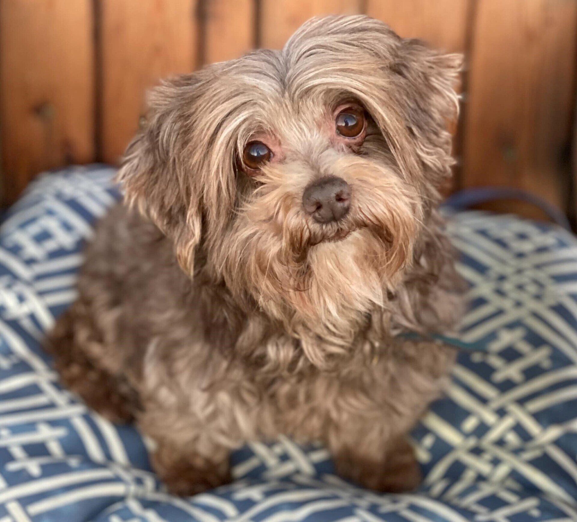 Brandi’s Southern Doodles & Poodles: Louisiana Goldendoodles