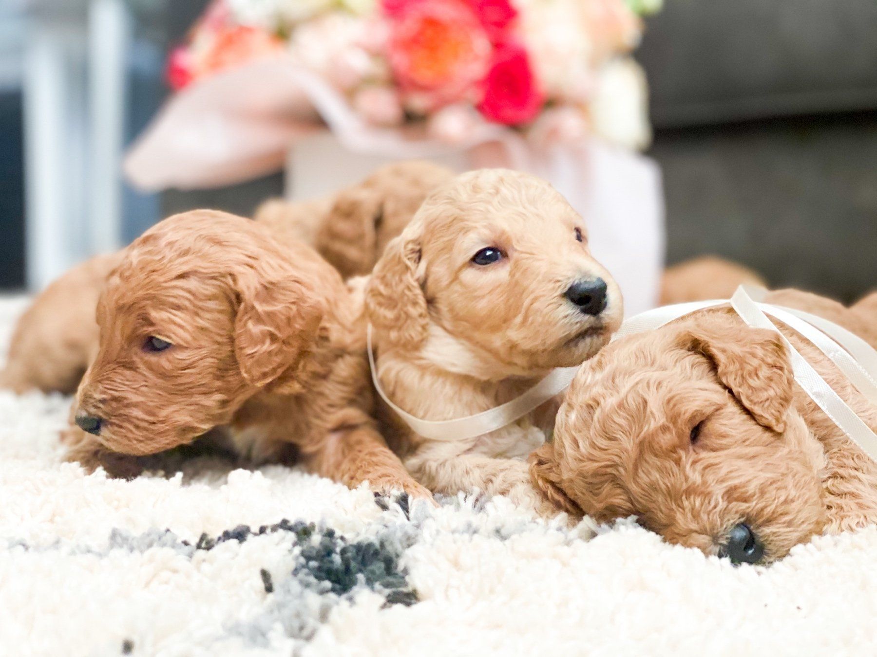 Brandi’s Southern Doodles & Poodles: Louisiana Goldendoodles
