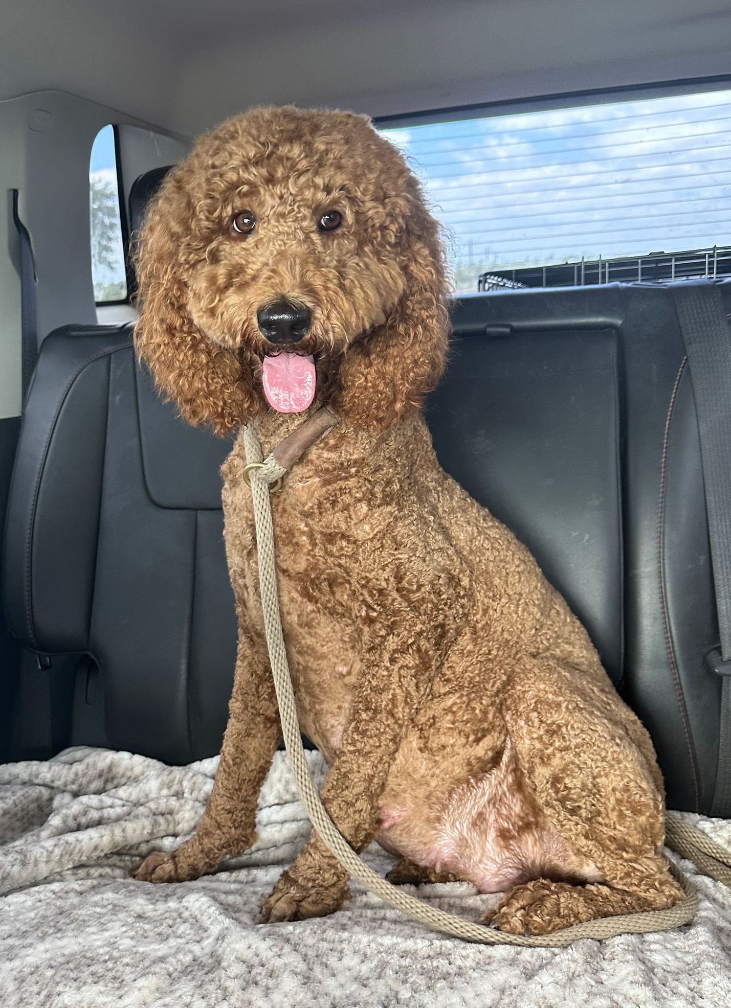 Southern Girls - Brandi's Southern Doodles & Poodles