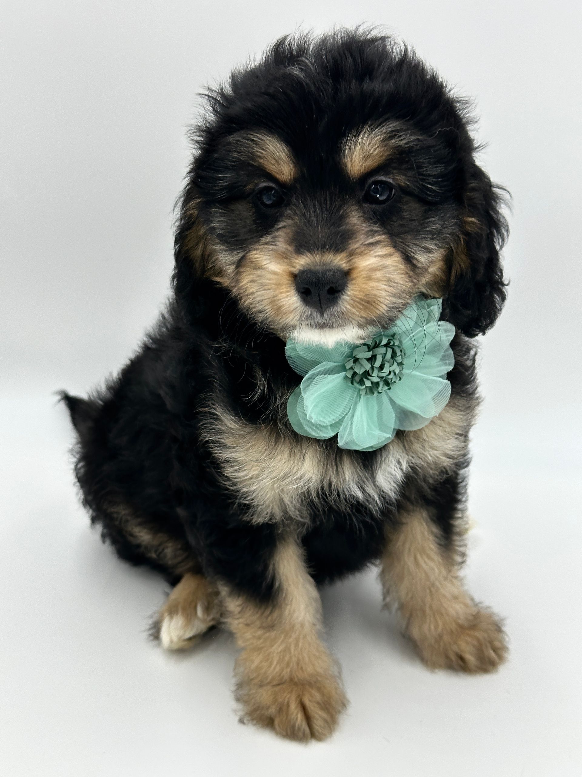 Available Puppies - Brandi's Southern Doodles & Poodles