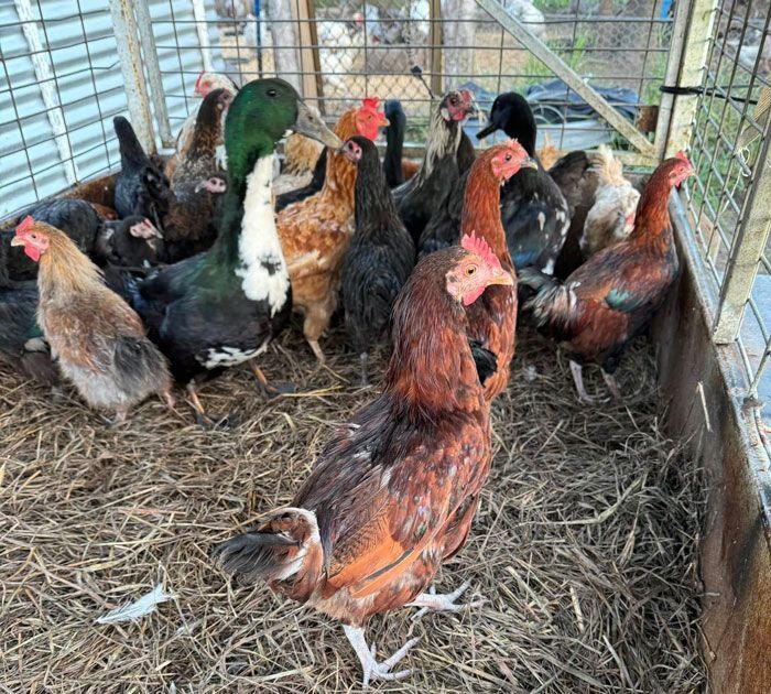 Poultry