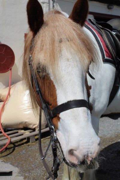 Back Lane Stables | Home | Horse Riding School | BHS Approved | Riding ...