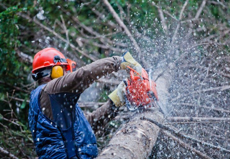 Joe Tree Service - Nassau & Suffolk Tree Service | Joe Tree Service