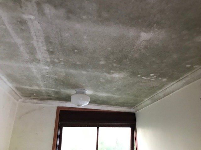 Sunshine Coast Mould Removal | Essential Shield