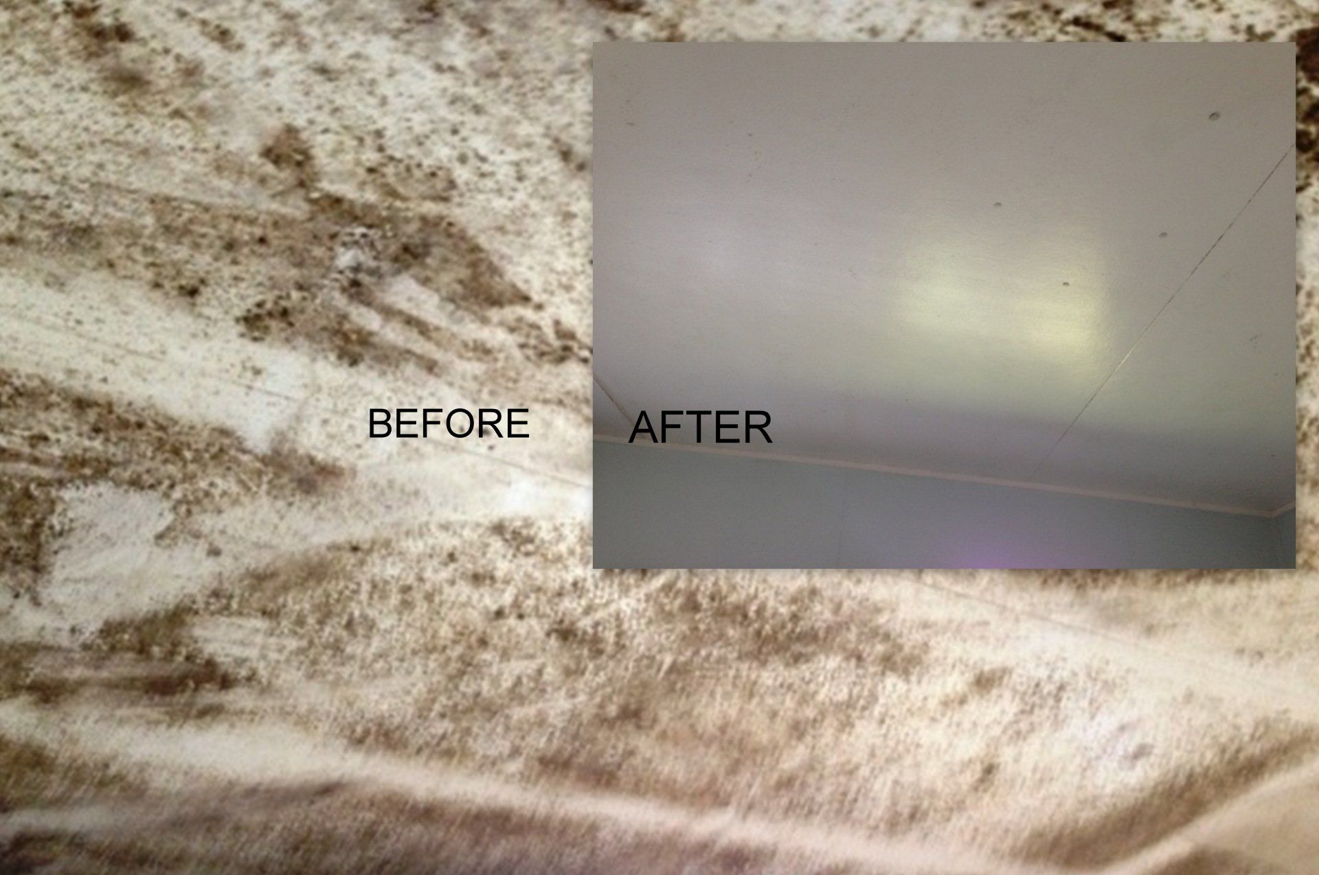 Sunshine Coast | Mould Removal Services | Essential Shield