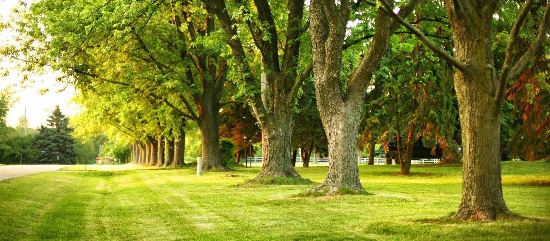 Commercial Tree Care Services | Commercial Tree Care in Southeastern PA