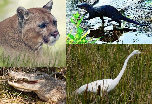 Naples Beach Animals