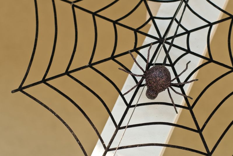 Spider Prevention Strategies & Solutions | Proterra Pest Control