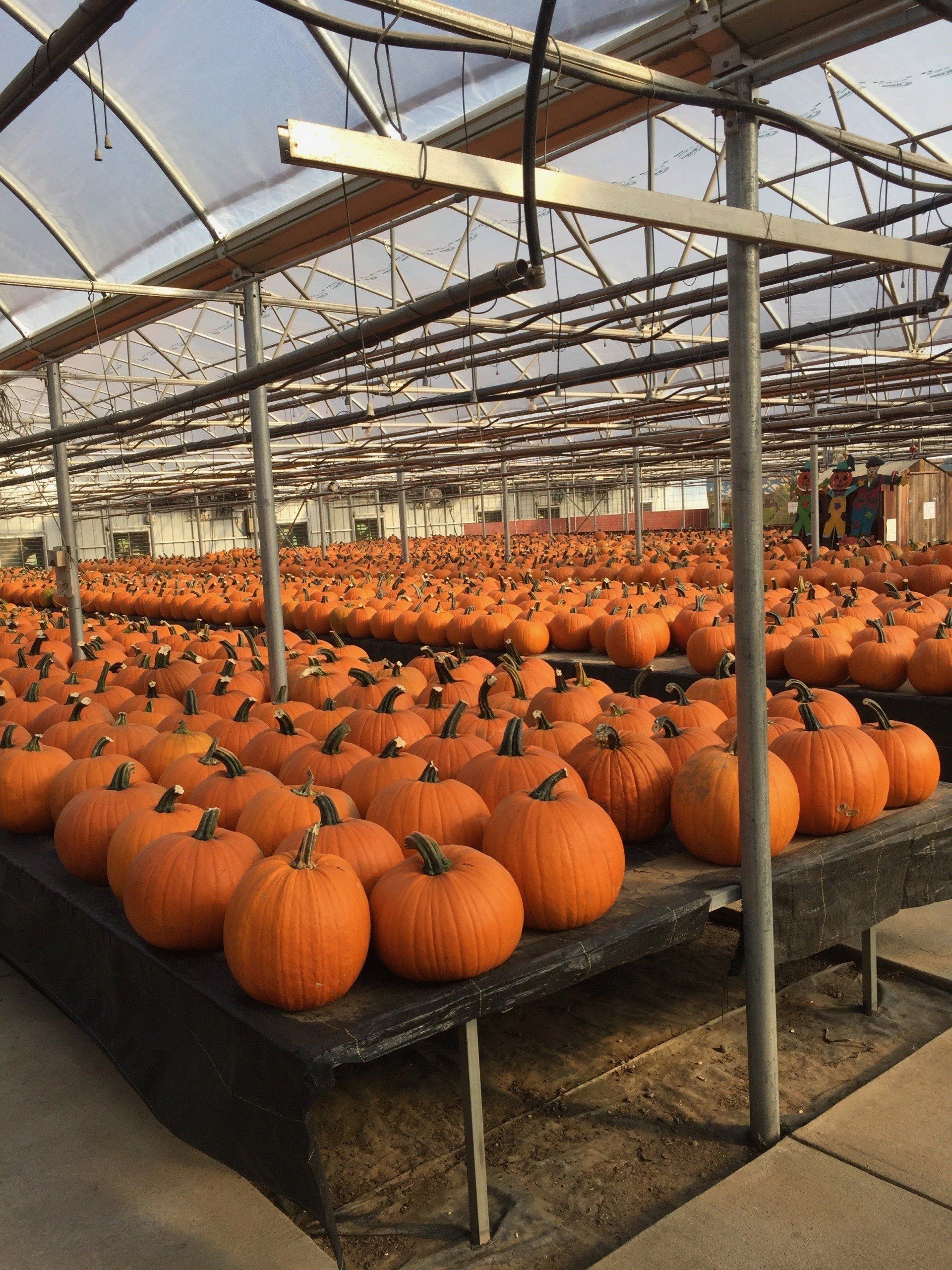 Fall Season Activities | Country Sun | St. Paul