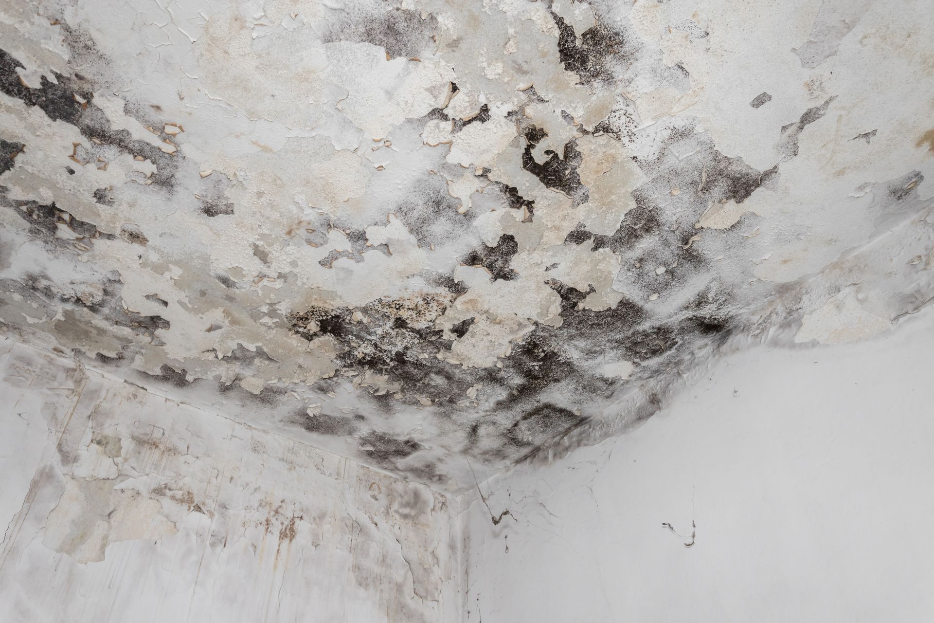 8 Surprising Mold Facts Revealed: What You Need to Know | Mold ...