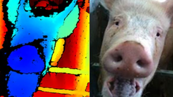 Face recognition aims to detect emotional state in pigs