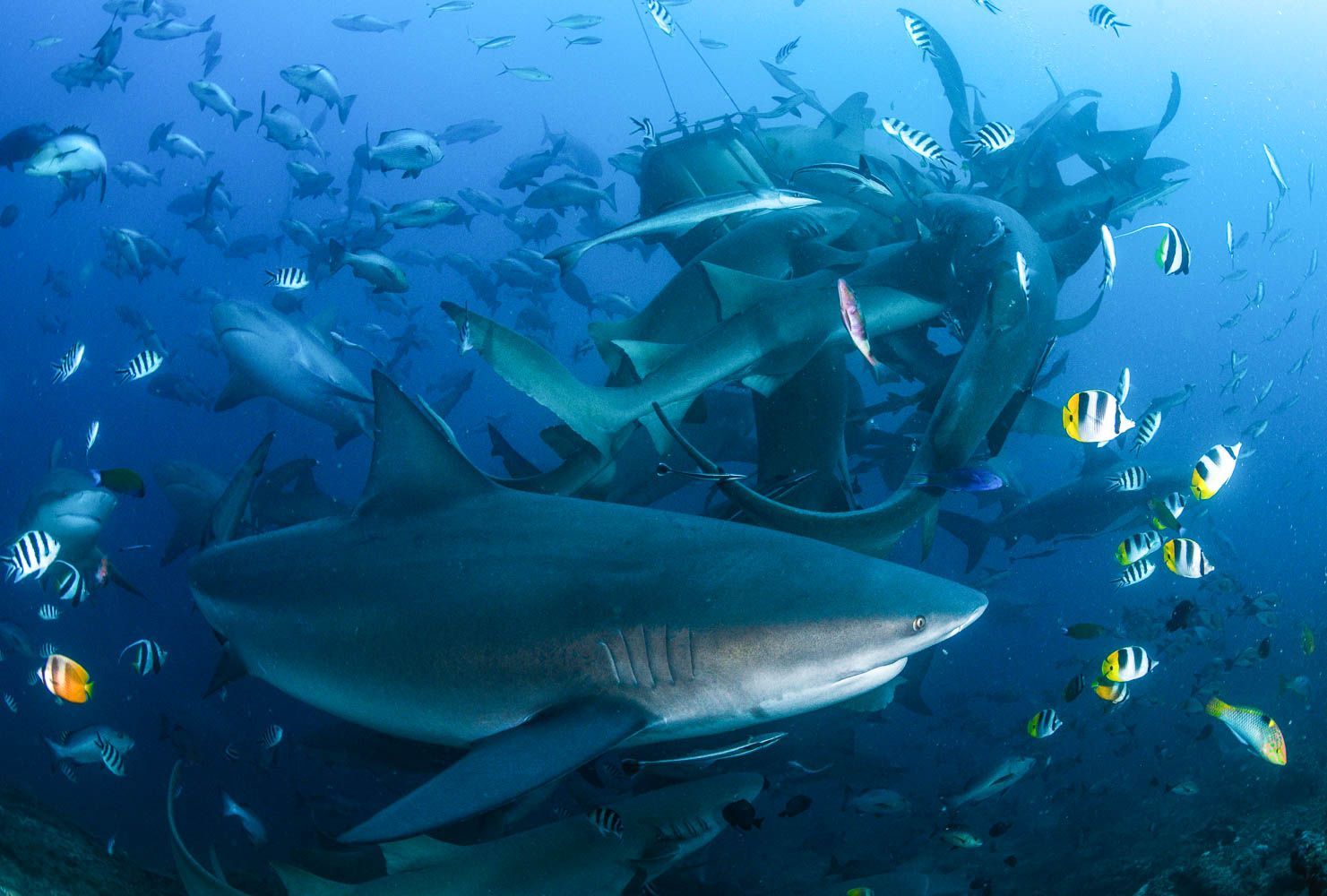 Where is Fiji's best diving? The best reefs in Fiji