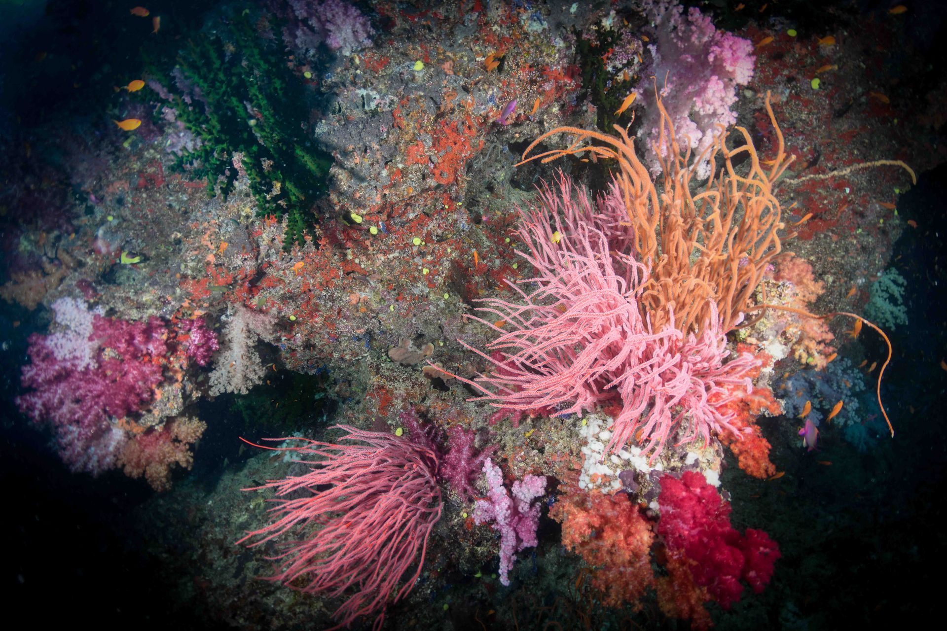 Where is Fiji's best diving? The best reefs in Fiji