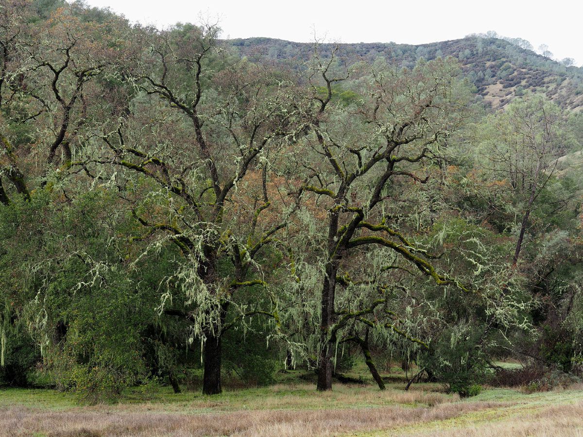 Monumental Questions - Tell me More About Cedar Roughs Wilderness