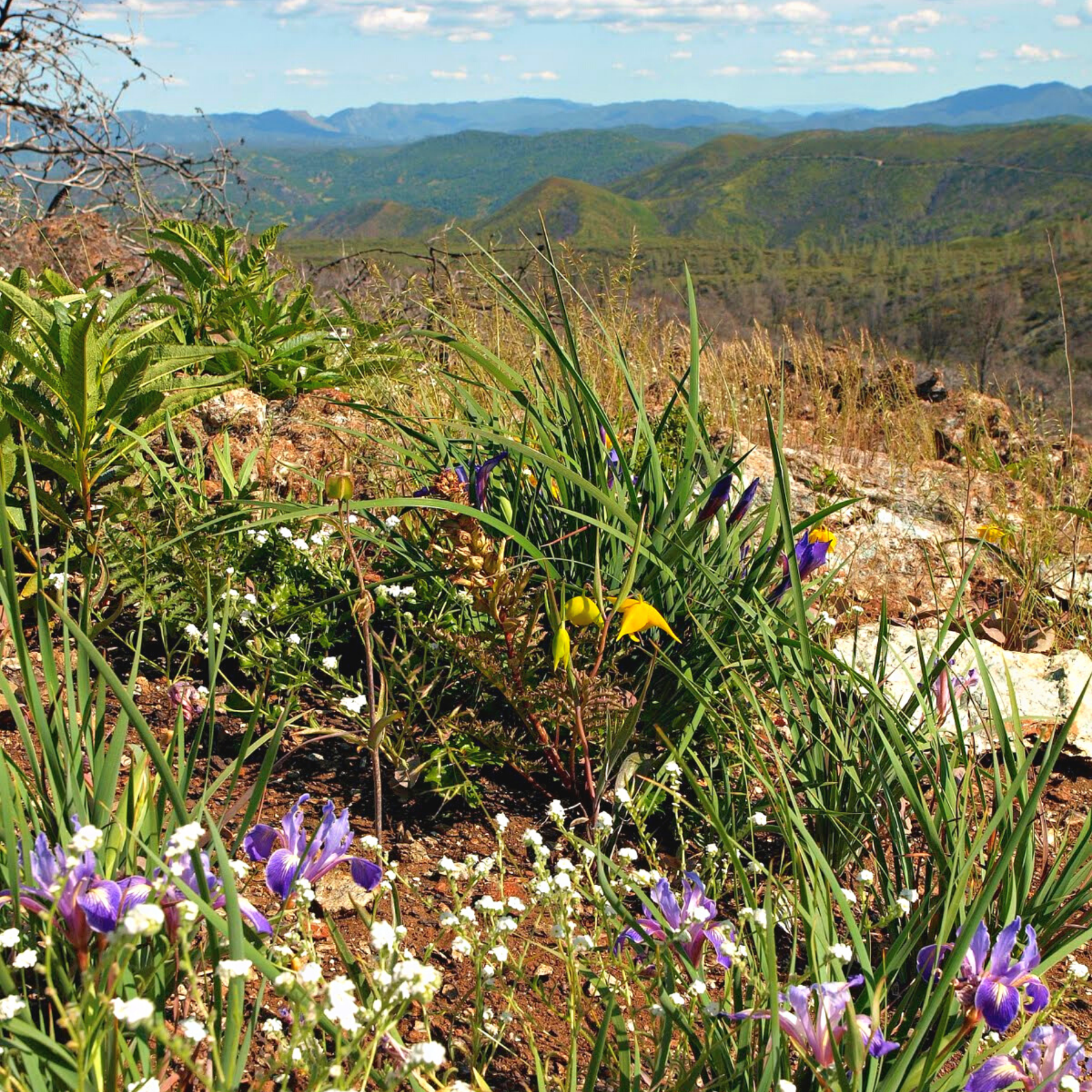 Bill to Protect Condor Ridge (Walker Ridge) Moving Forward in Congress