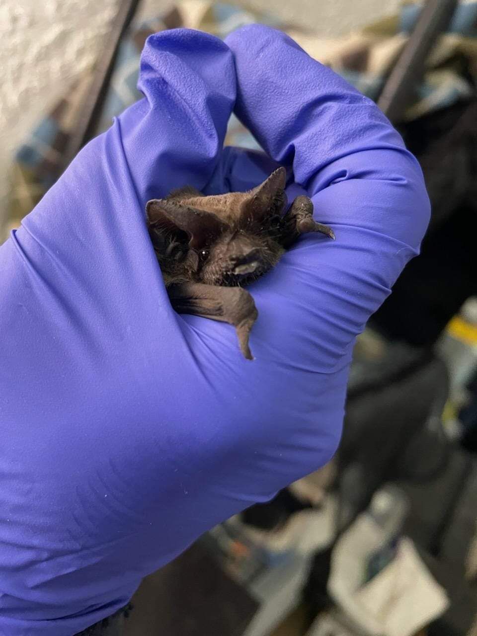 Enjoying Outside - Our Friend, the Mexican Free-tailed Bat
