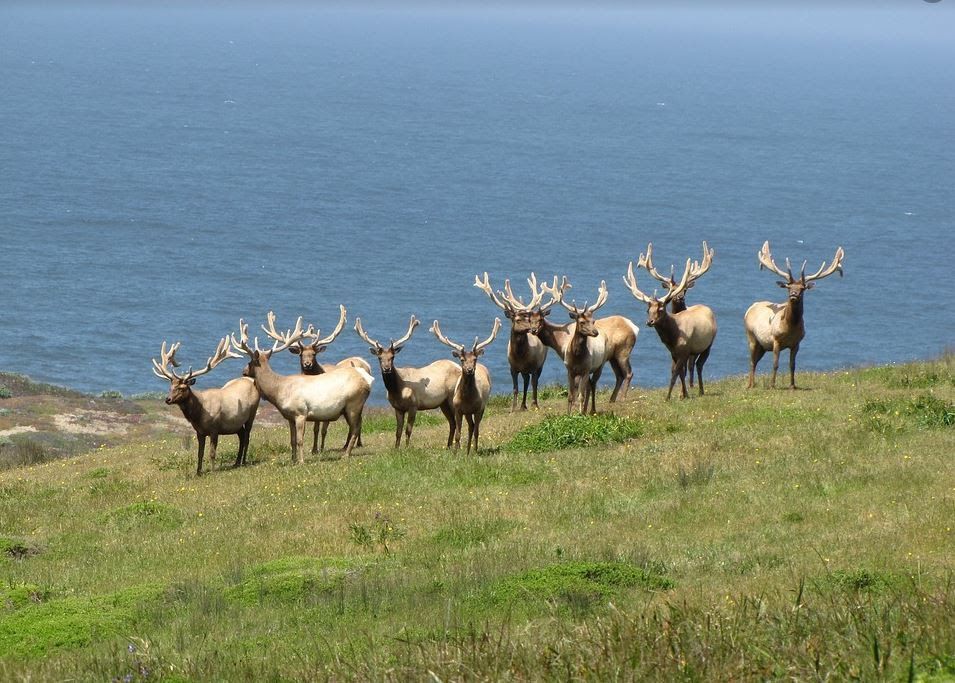 Enjoying Outside, Inside: Conservation Documentaries