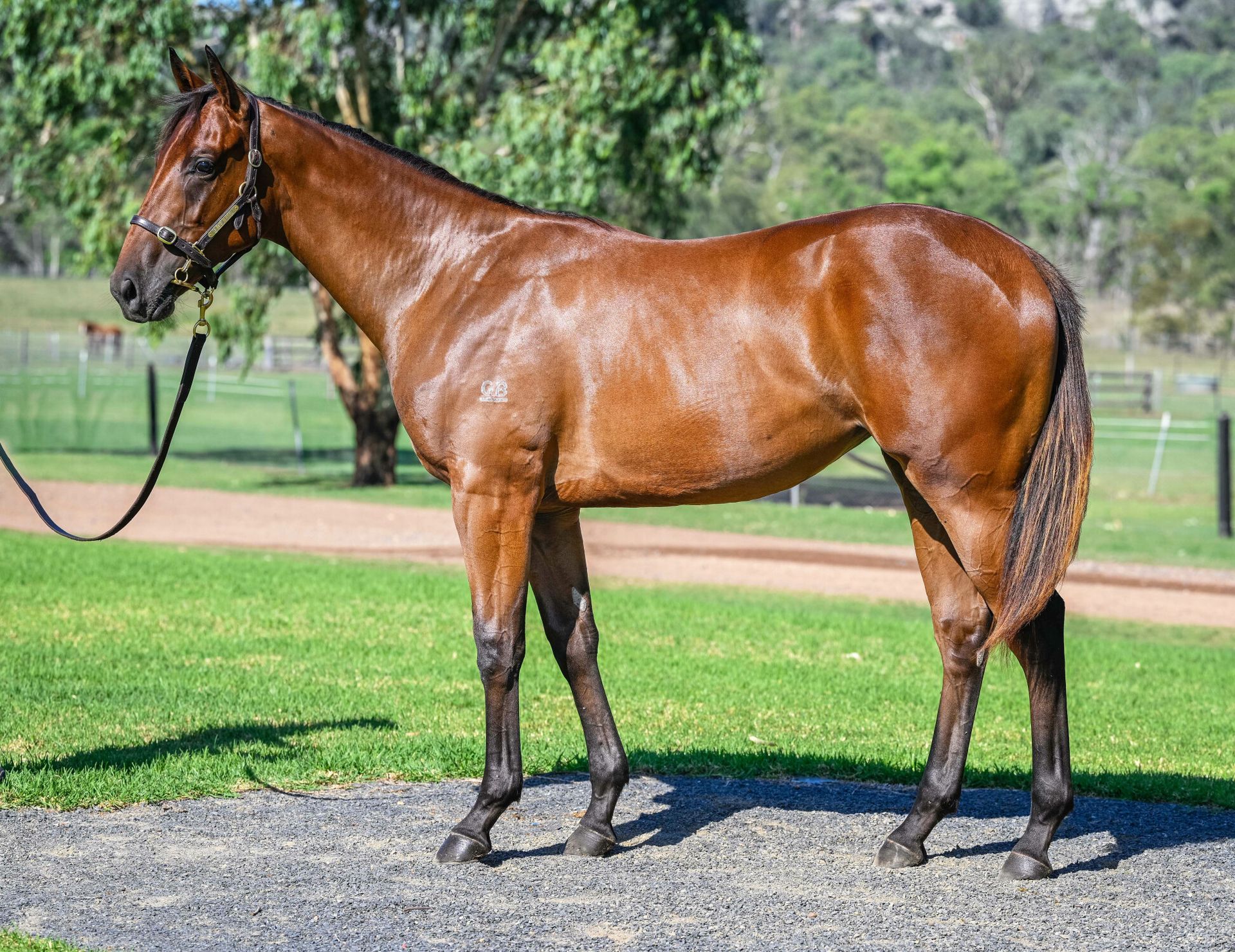 Australian Bloodstock | Premier Racing Syndicate