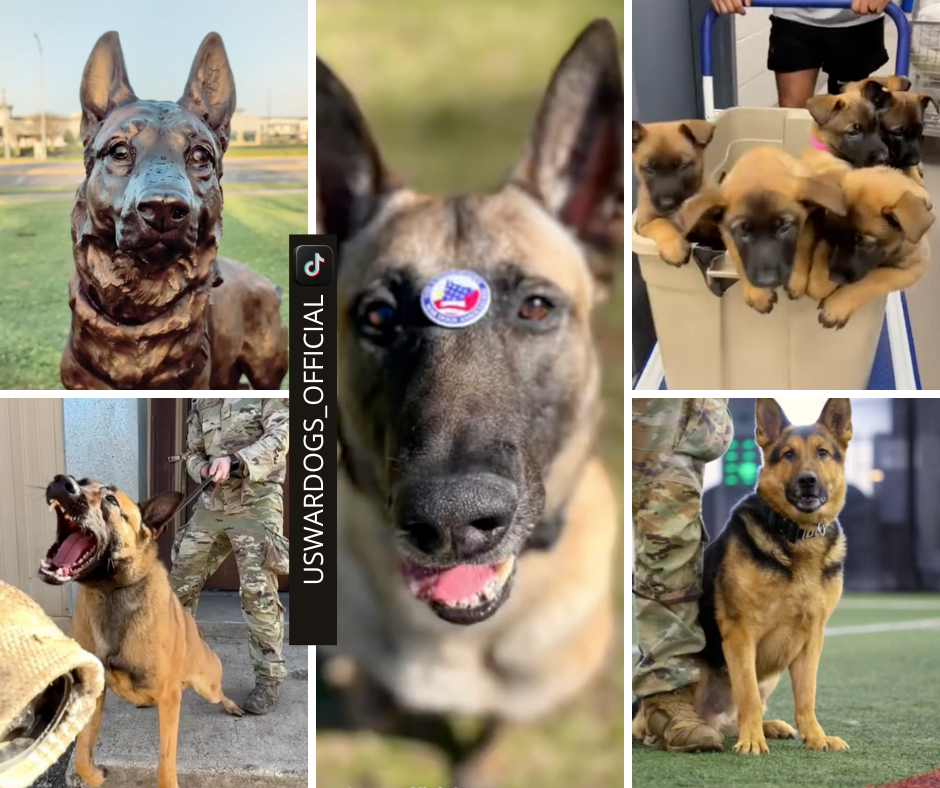 US War Dogs | Retired Military Working Dogs Health Care