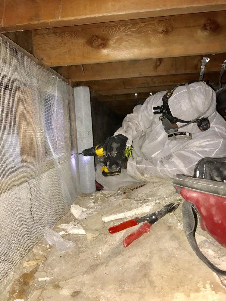 Bird, Bat, Mice & Rat Removal | San Francisco, California | Mighty Men ...