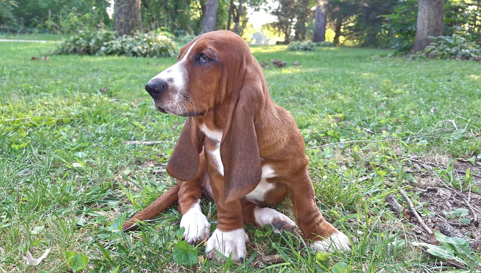 Basset Hound Puppies | Stud Hound Bassets