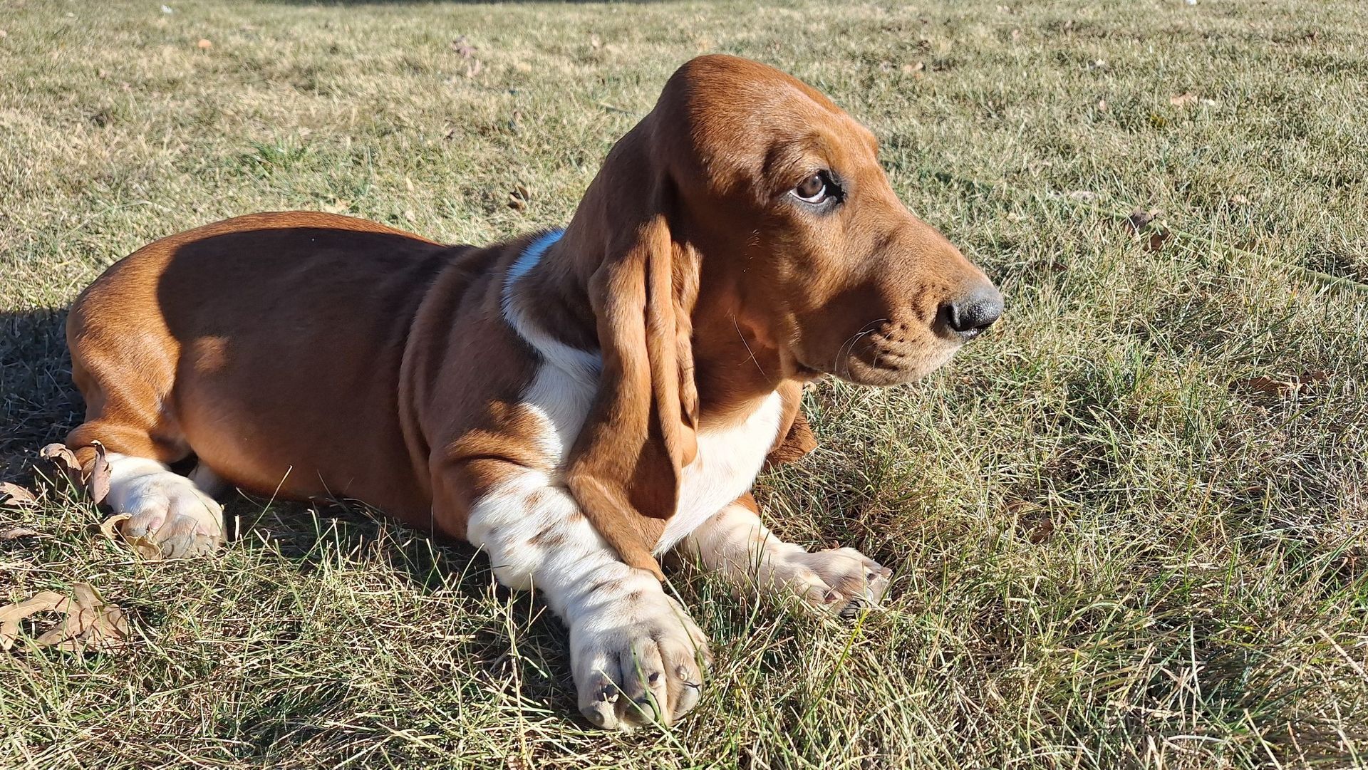 Basset Hound Puppies | Stud Hound Bassets