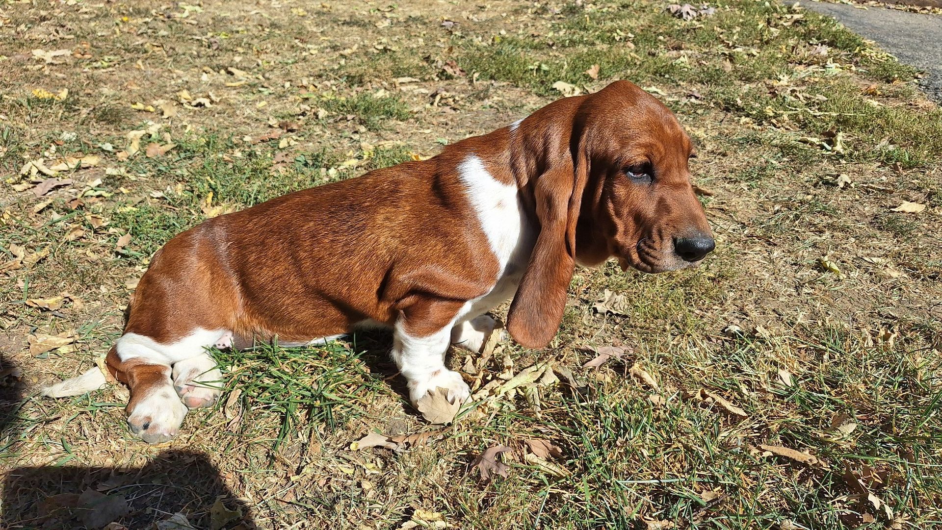 Basset Hound Puppies | Stud Hound Bassets