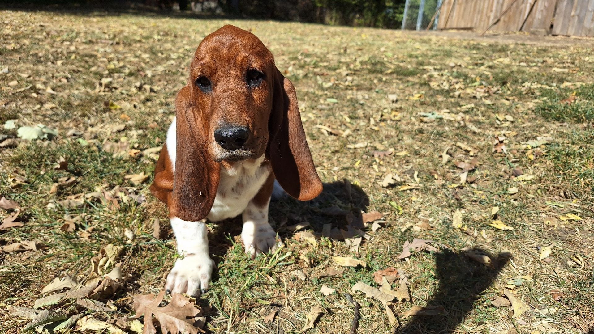Basset Hound Puppies | Stud Hound Bassets