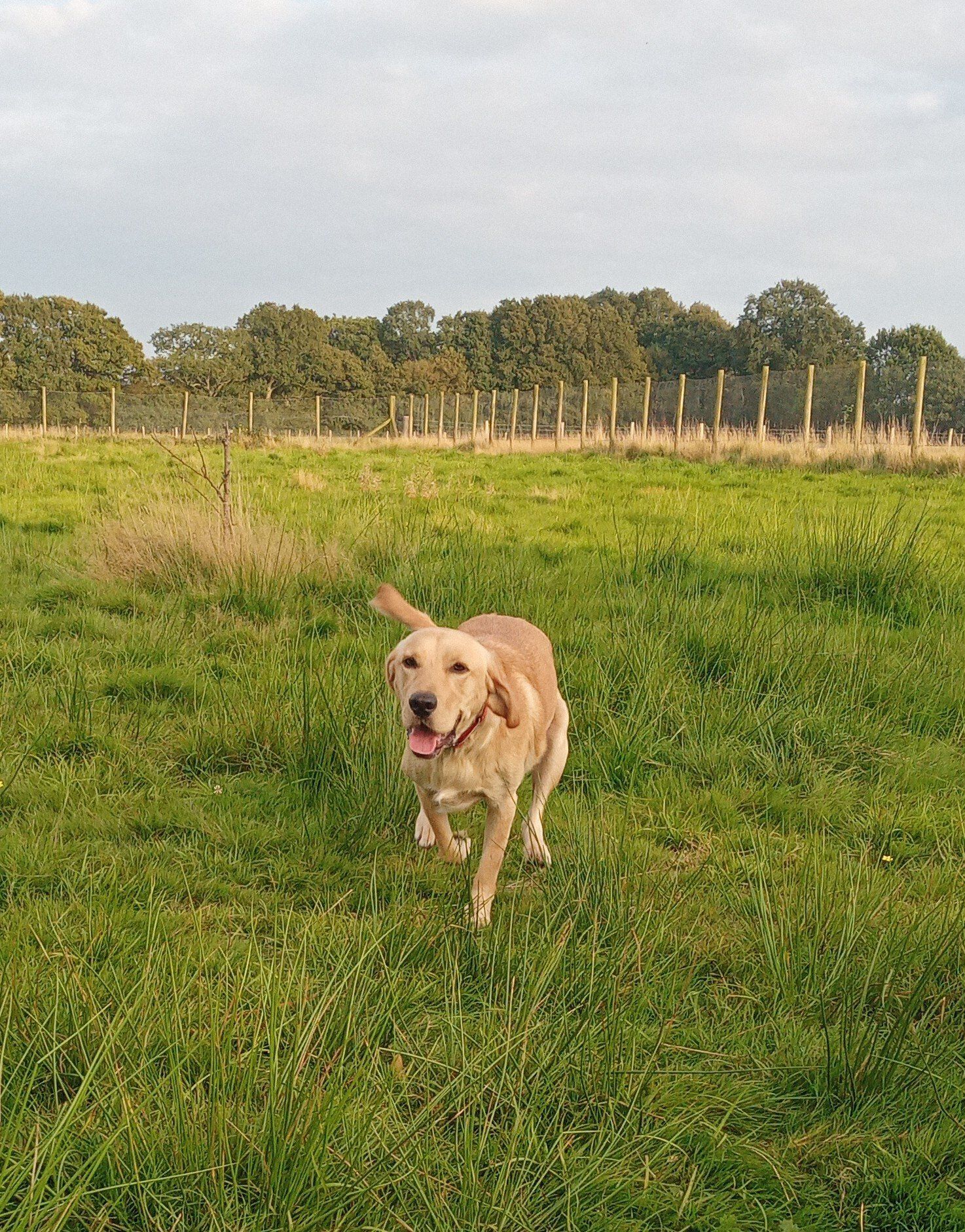 Charity helping Foster, Adopt and Rehoming Labradors in need